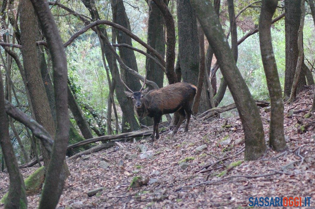 Sardegna, una petizione contro l'abbattimento del cervo sardo