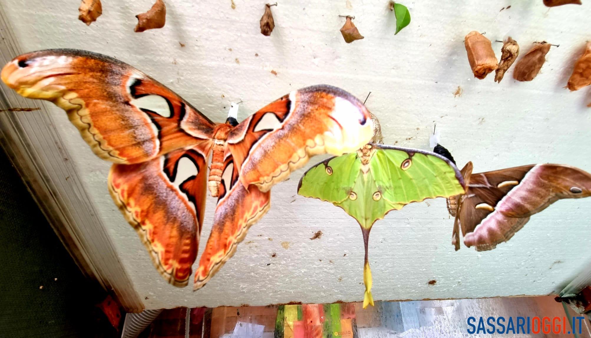 Olmedo, il ladro di falene si pente: restituite alla Butterfly House