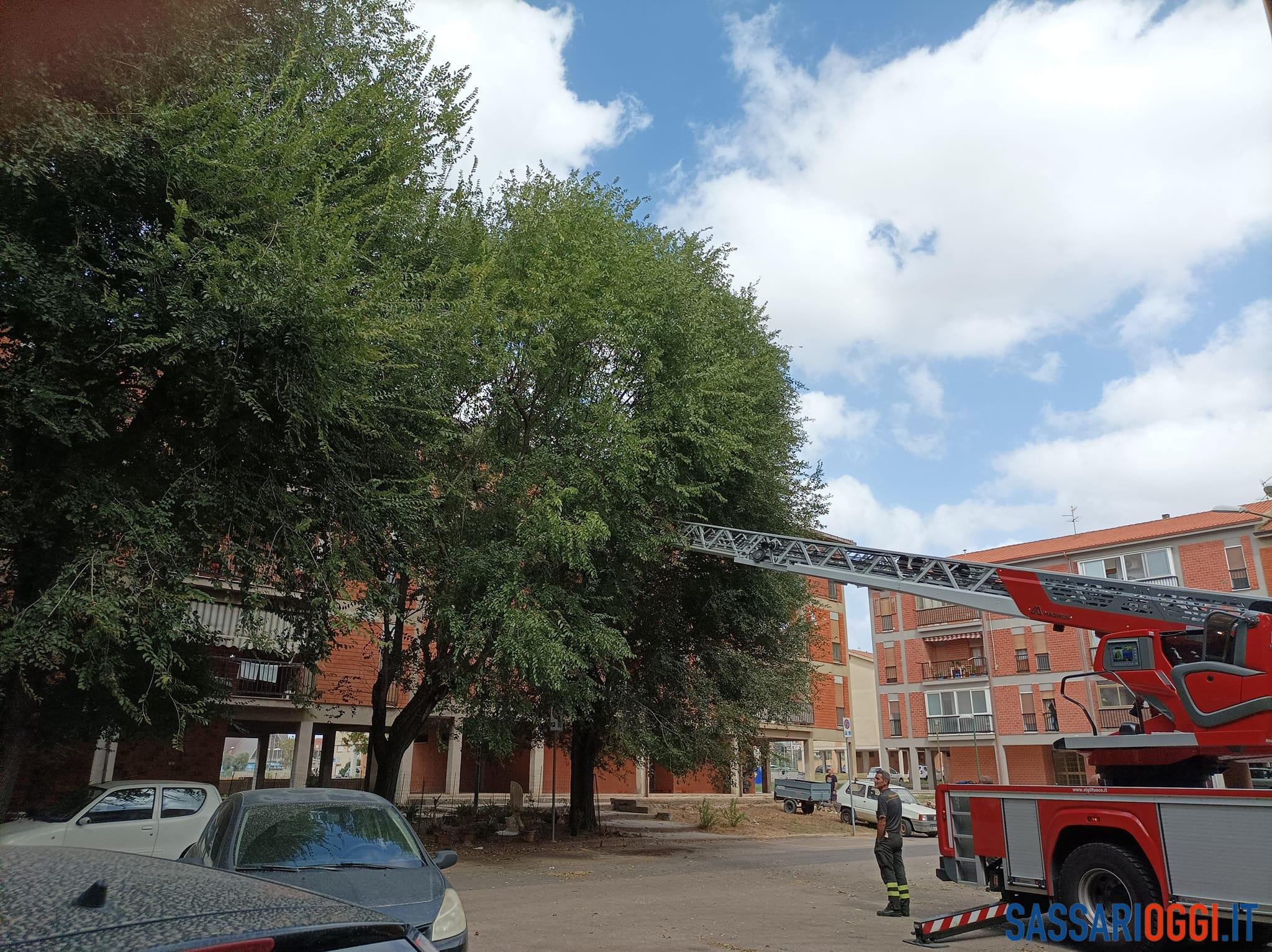 Col forte vento tornano i problemi agli alberi di Santa Maria di Pisa