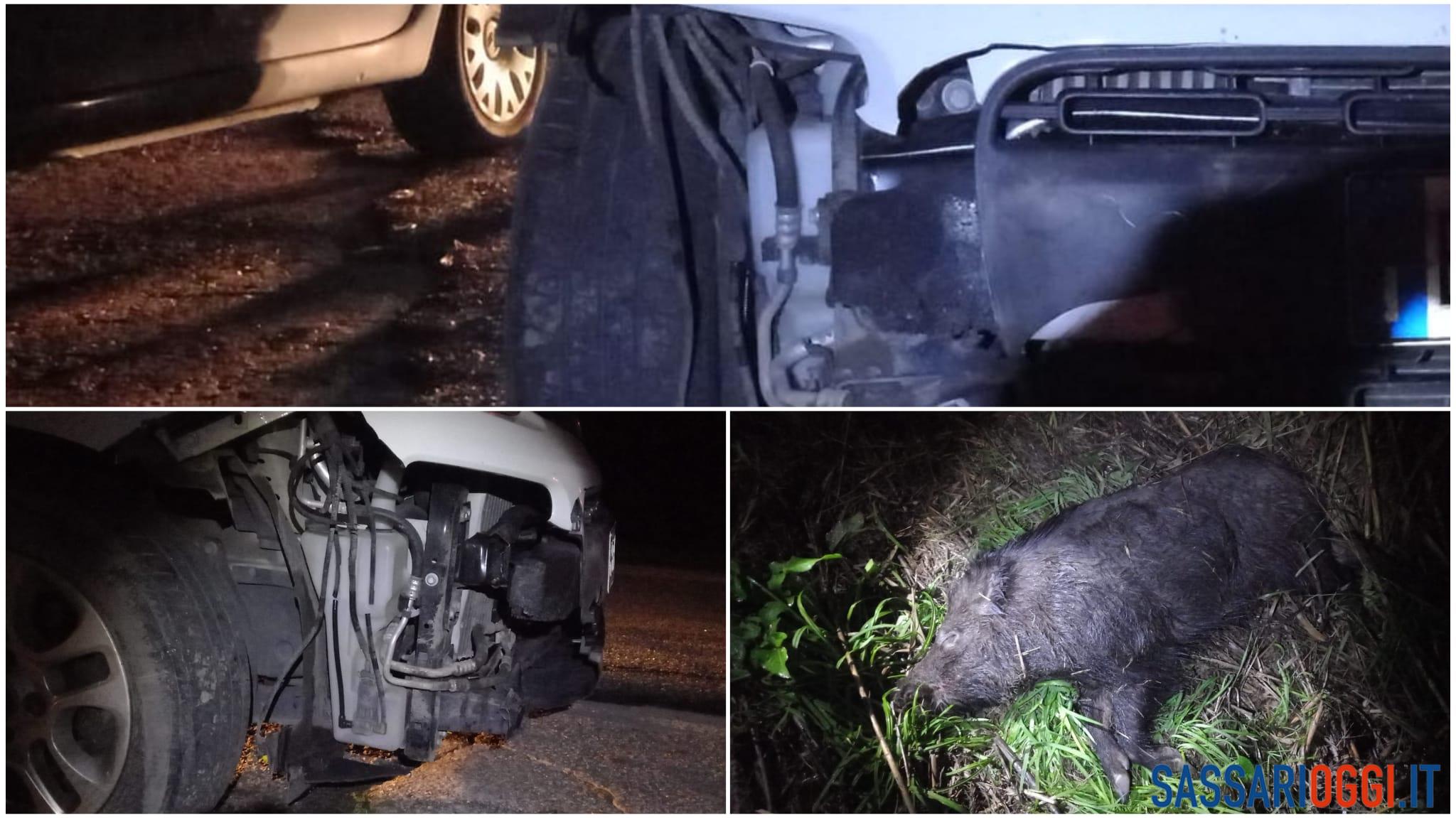 Con l'auto si scontra contro un cinghiale, incidente sulla strada Sassari-Ittiri